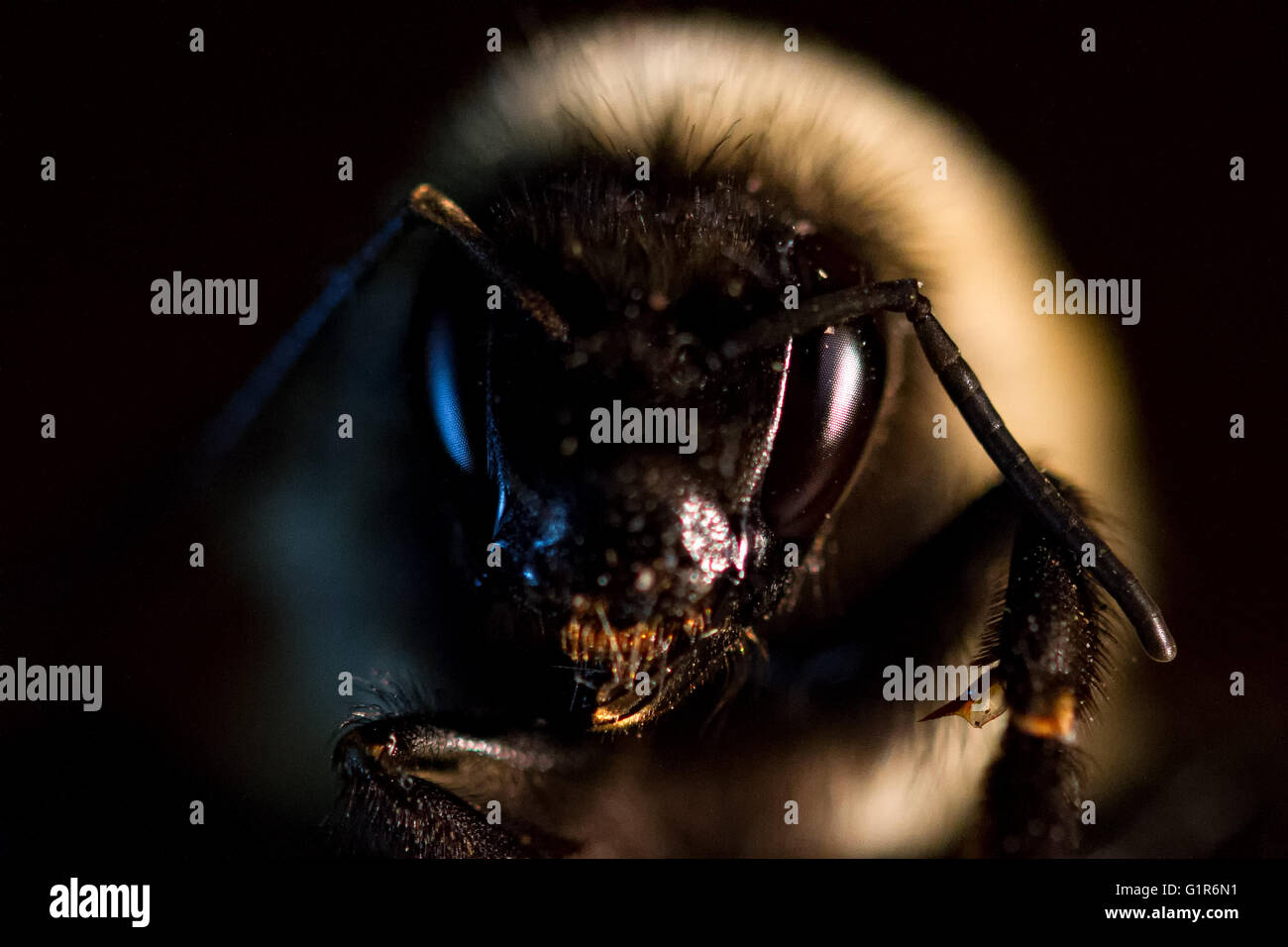 Closeup of bumblebee face hi-res stock photography and images - Alamy
