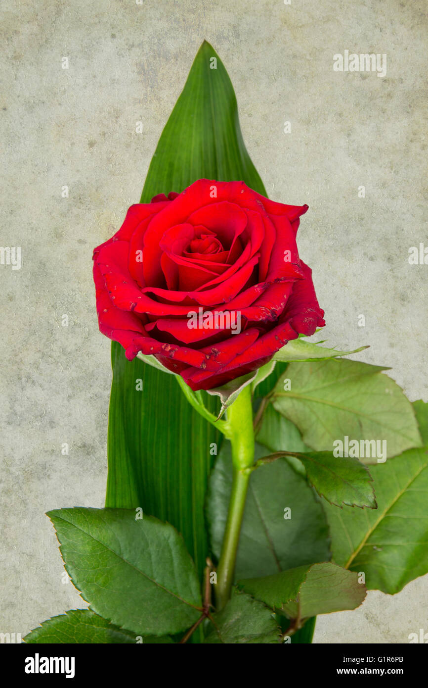 Single red rose: floral composition Stock Photo - Alamy