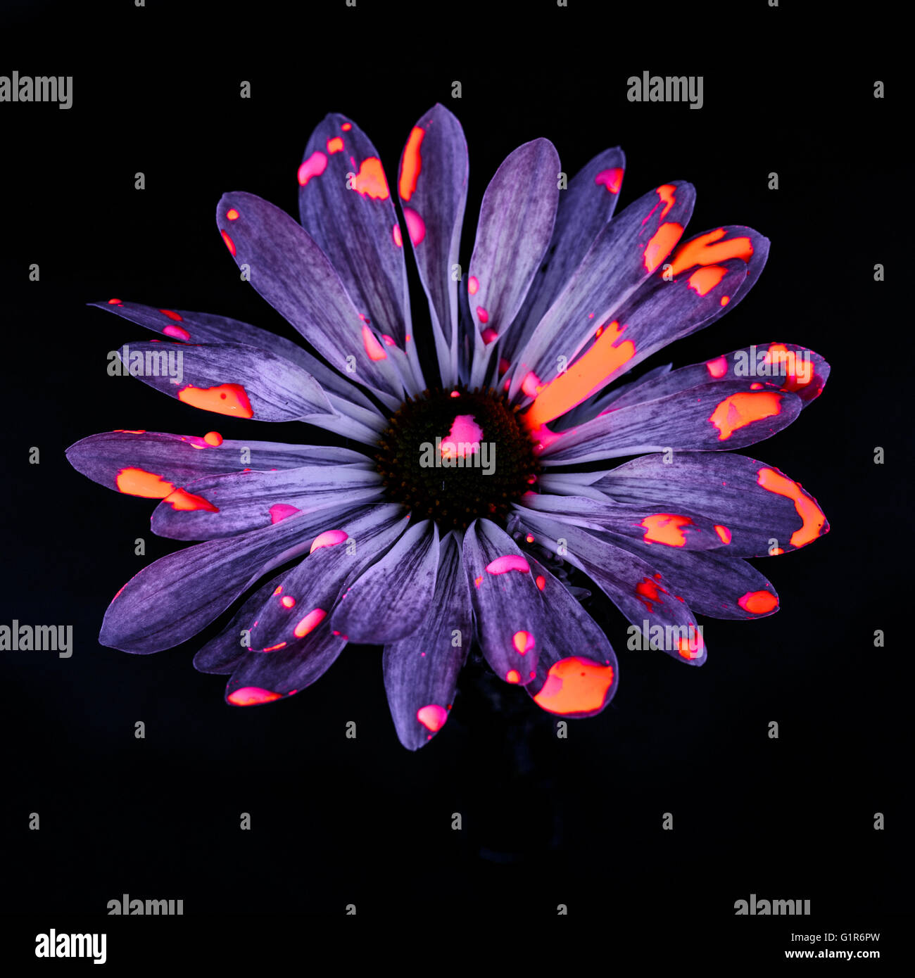 Uv flower hi-res stock photography and images - Alamy