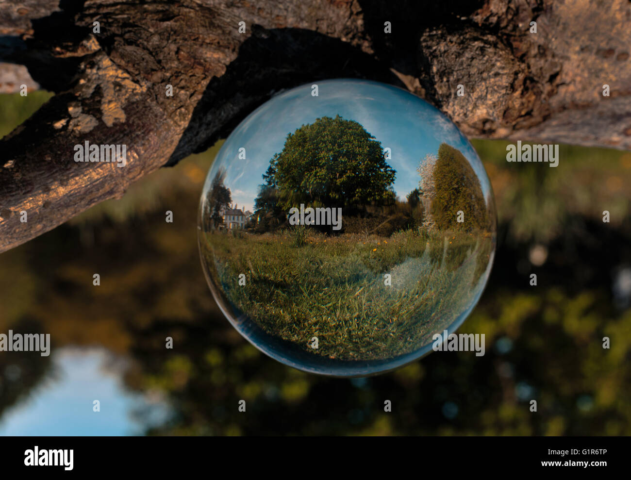 Trees through the globe Stock Photo - Alamy