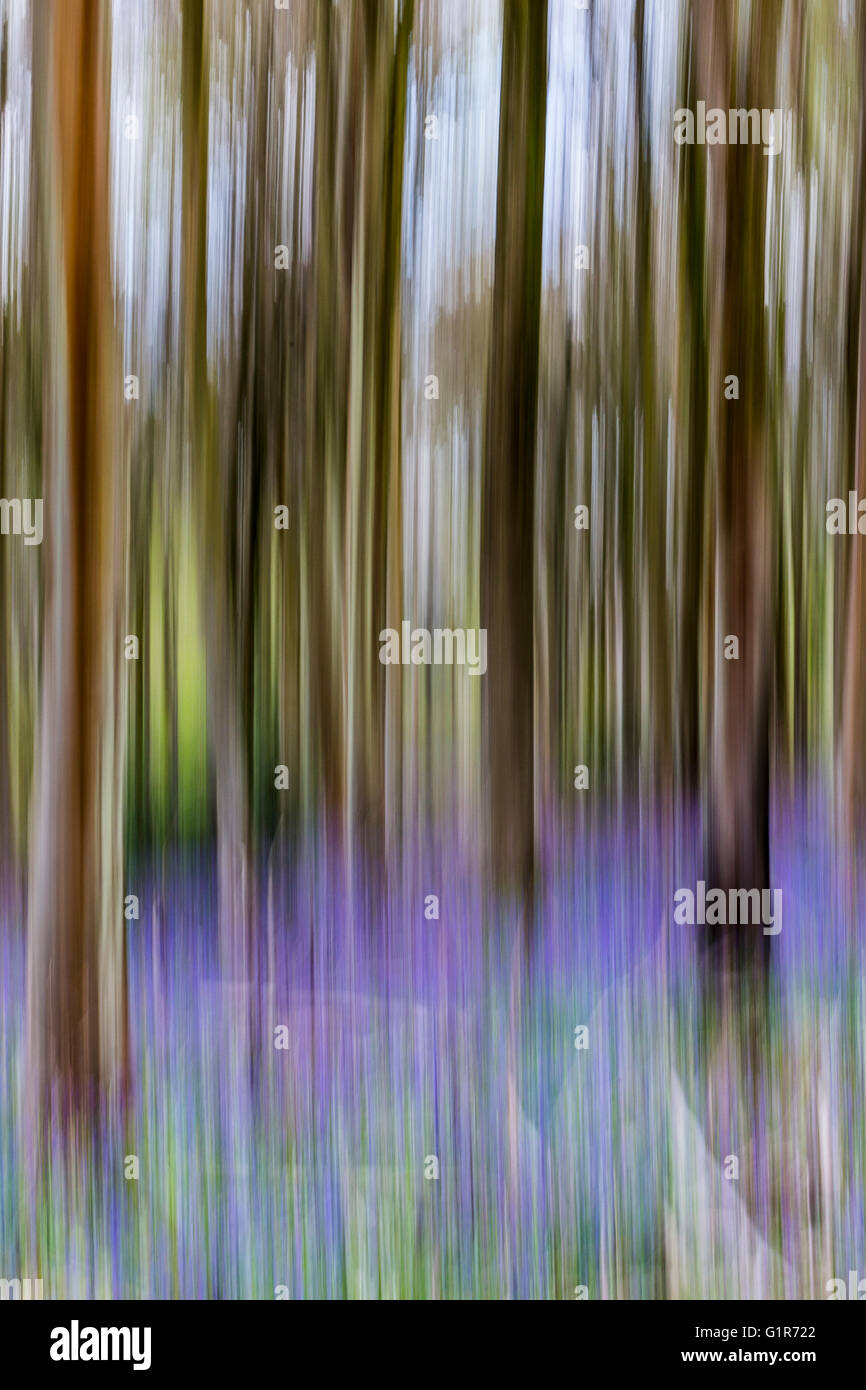 Tree trunks impression hi-res stock photography and images - Alamy