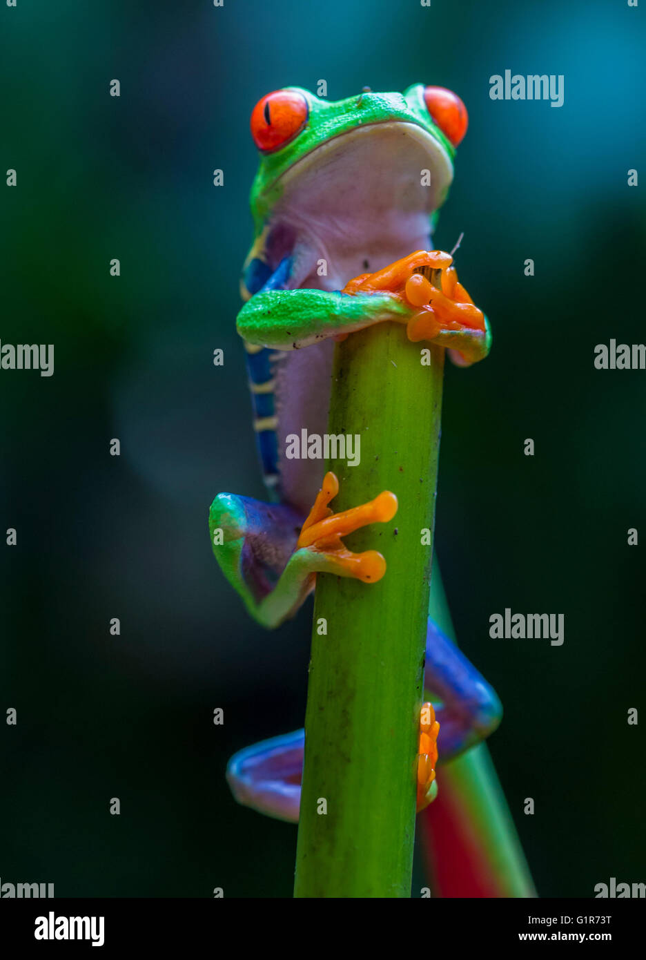 Red-Eyed Tree Frog in Costa Rican rain forest Stock Photo - Alamy