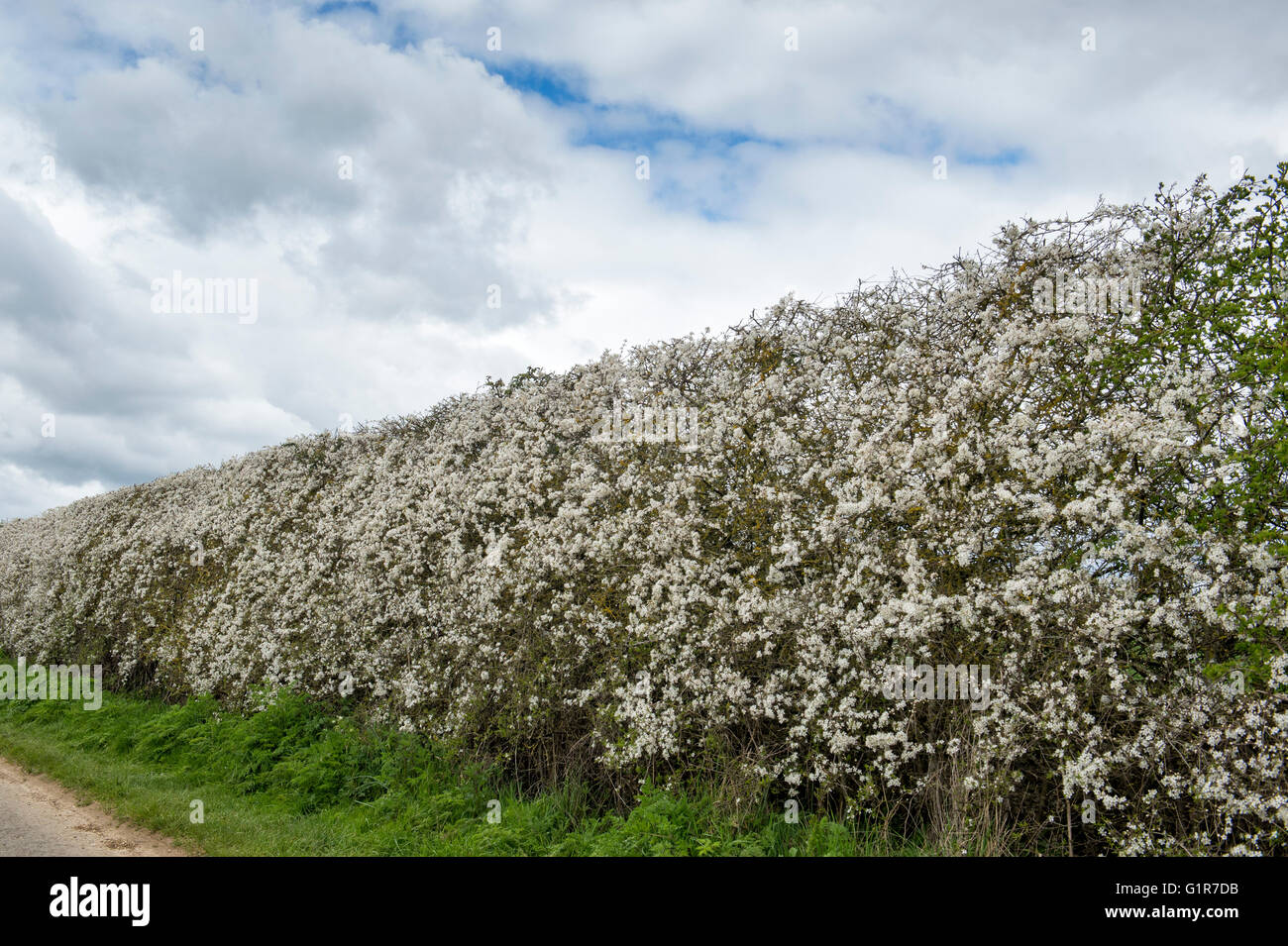 Countryside roadside hedge hedgerow hi-res stock photography and images ...