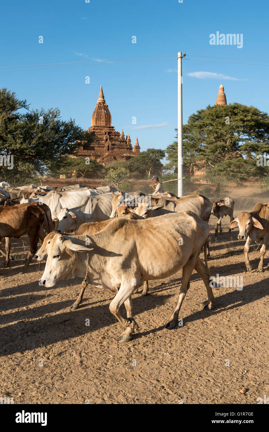 Bagan cattle hi-res stock photography and images - Alamy