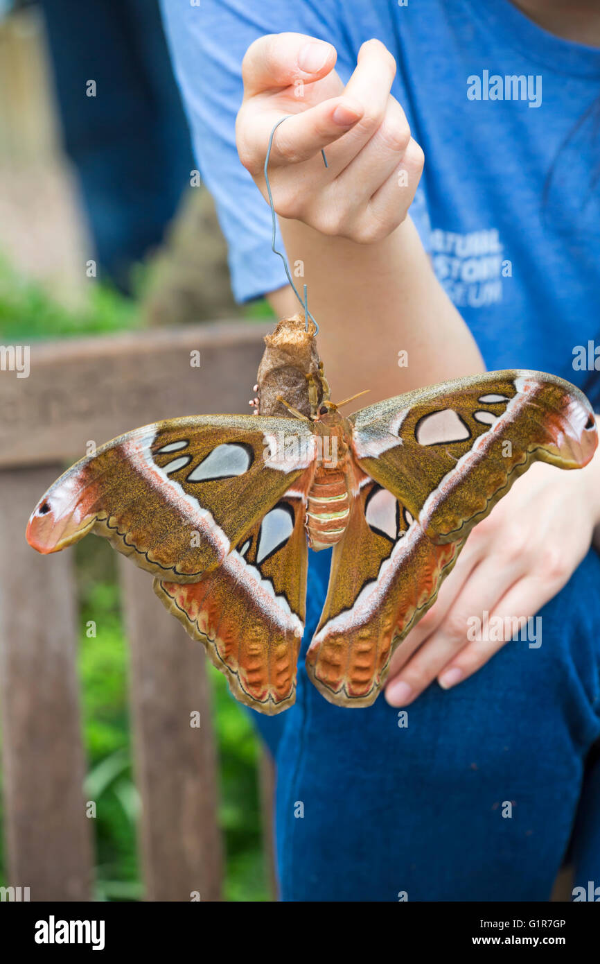 Atlas moth attacus atlas hi-res stock photography and images - Alamy
