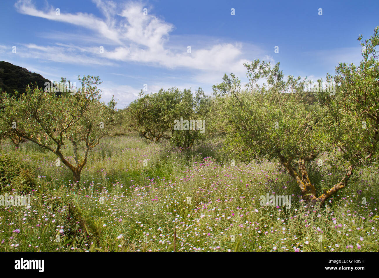 Olive trees greece hi-res stock photography and images - Alamy