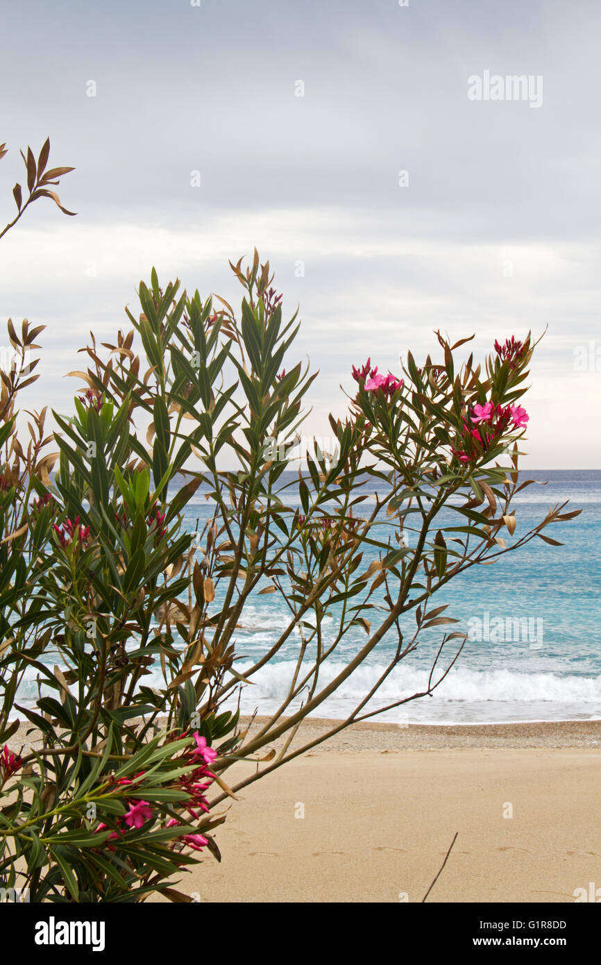 Oleander (Nerium oleander) on a beach in Greece Stock Photo - Alamy