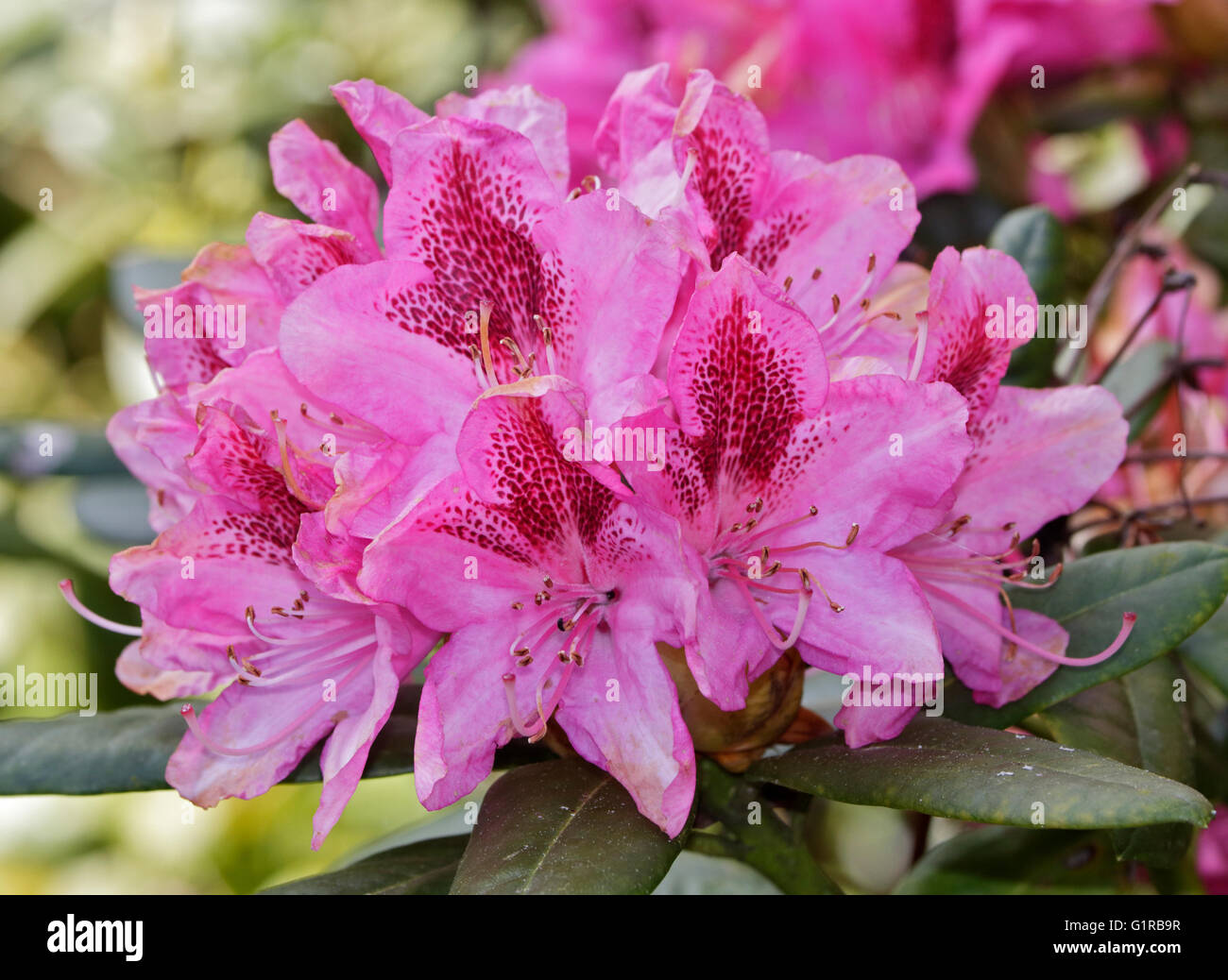 Shrubs pink rhododendron shrub hi-res stock photography and images - Alamy