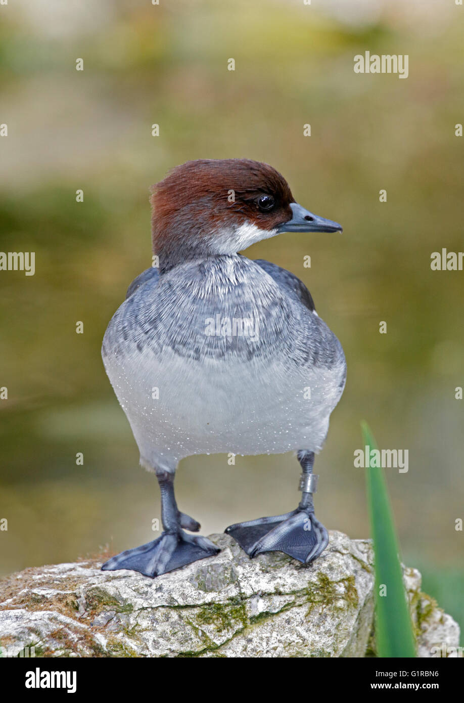 Smew Female (mergellus albellus Stock Photo - Alamy