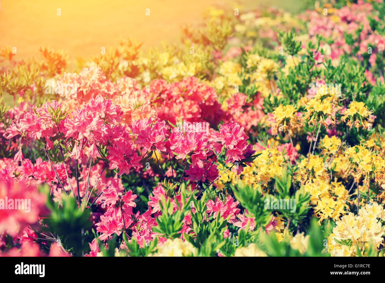 Vintage colorful rhododendron flowers in the garden Stock Photo - Alamy