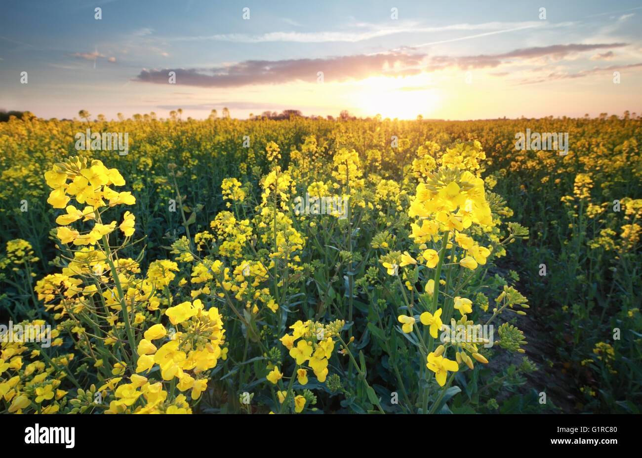 Canola flower field hi-res stock photography and images - Alamy