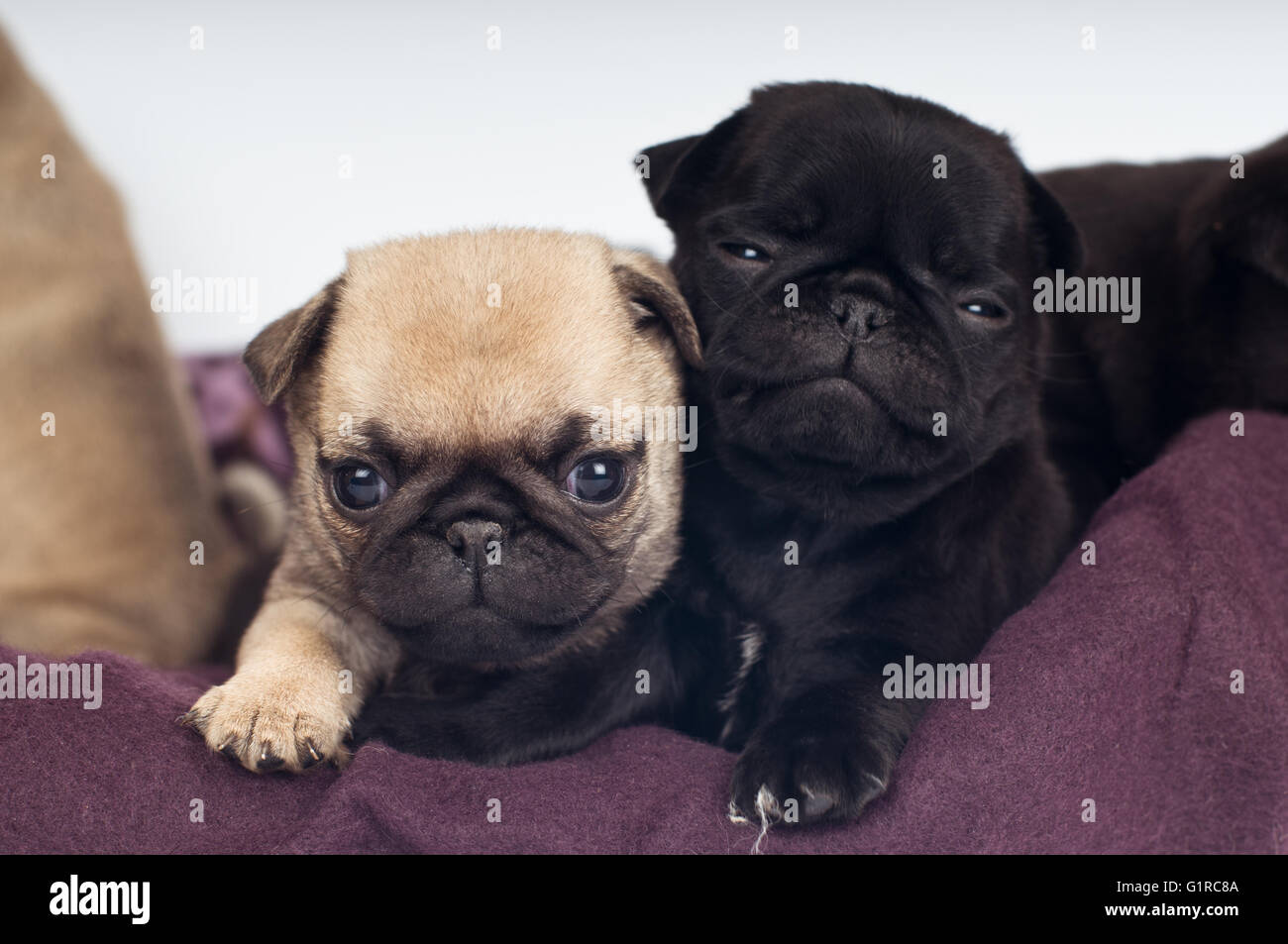 Pug puppies portrait Stock Photo - Alamy