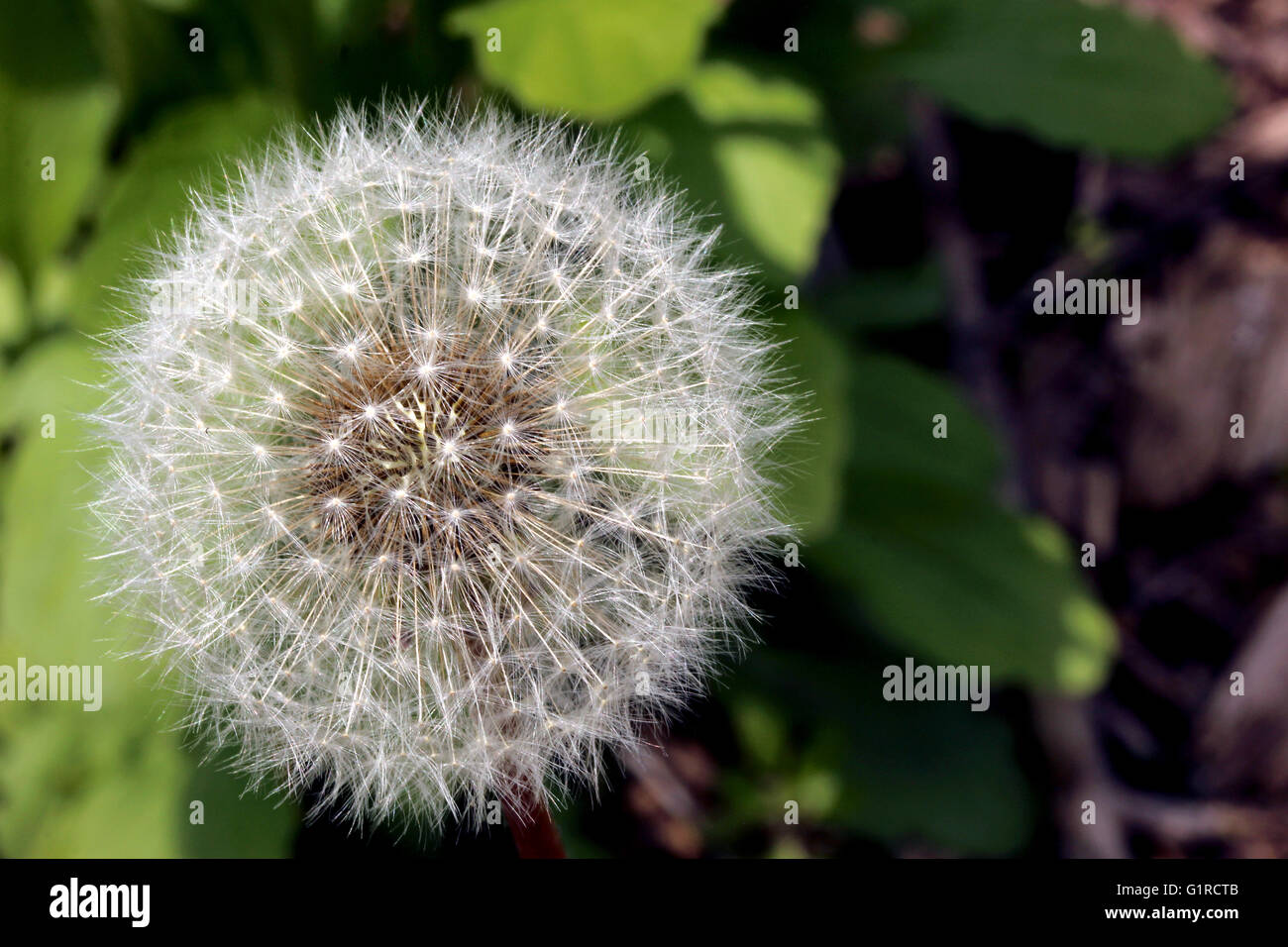 Seed parachutes hi-res stock photography and images - Alamy