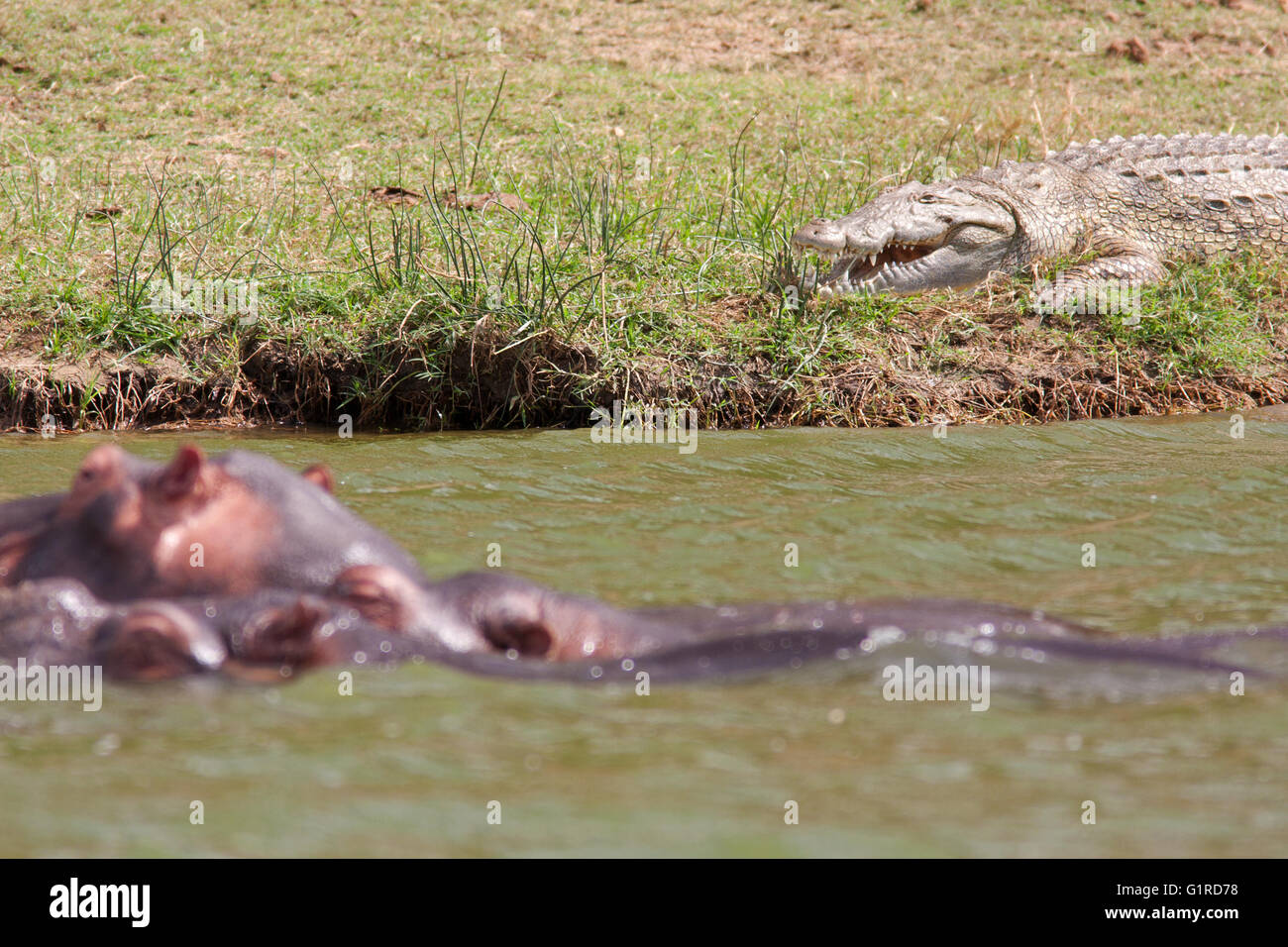 Photograph by © Jamie Callister. Crocodile sunbathing in the midday sun ...