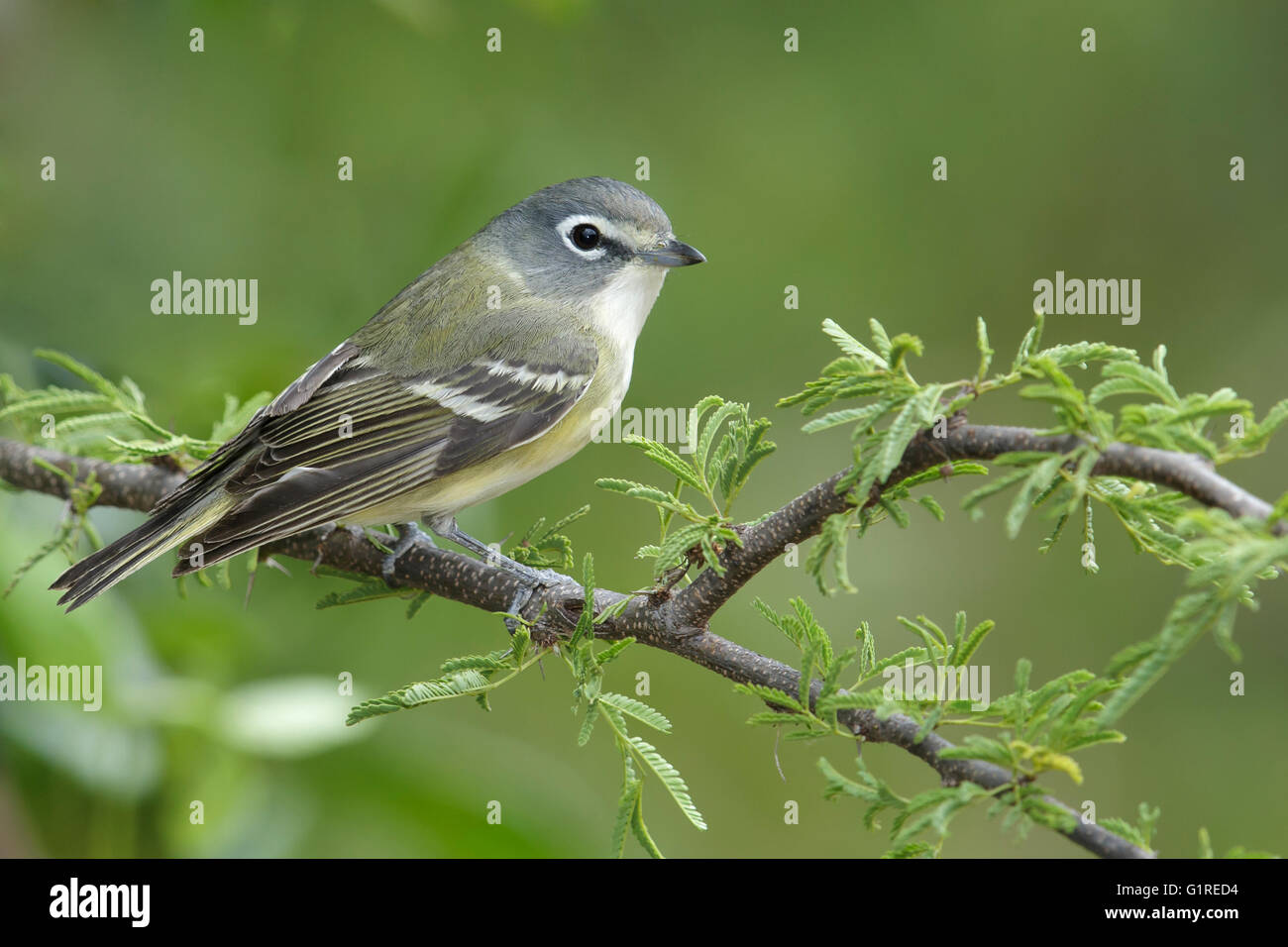 Blue headed vireos hi-res stock photography and images - Alamy