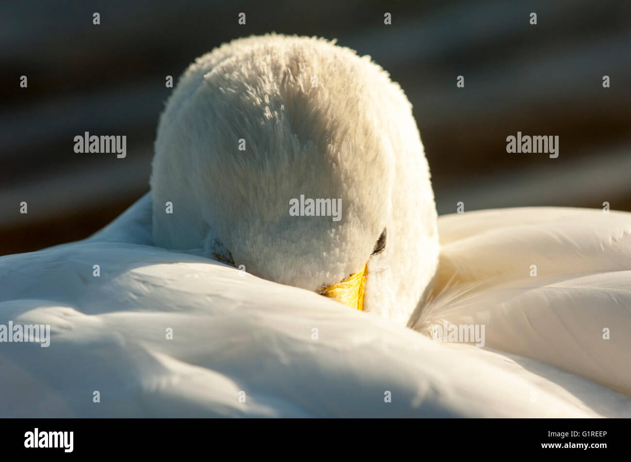 Head of resting Bewick Swan (Cygnus columbianus bewickii Stock Photo ...