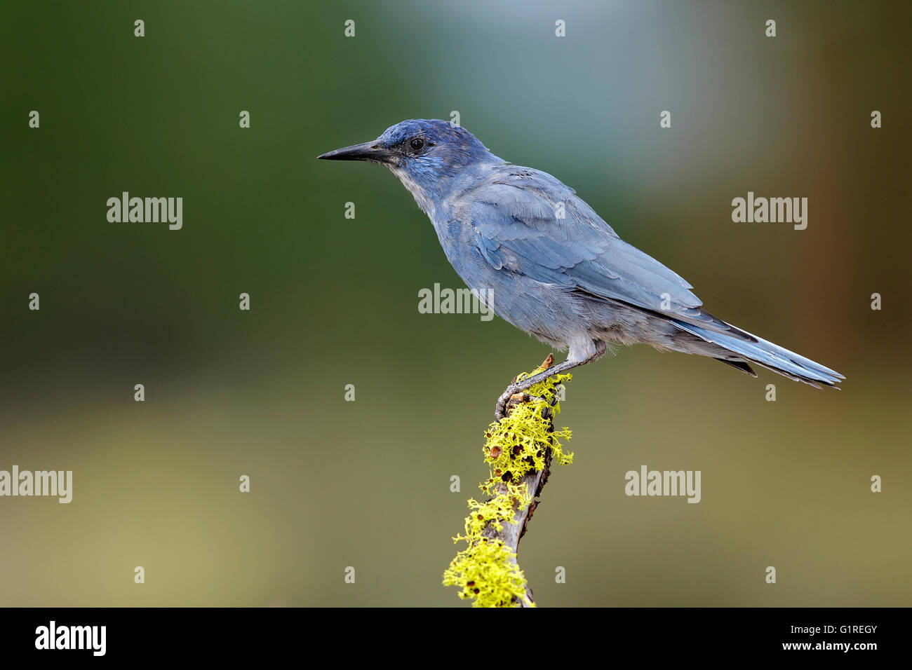 Cyanocephalus hi-res stock photography and images - Alamy