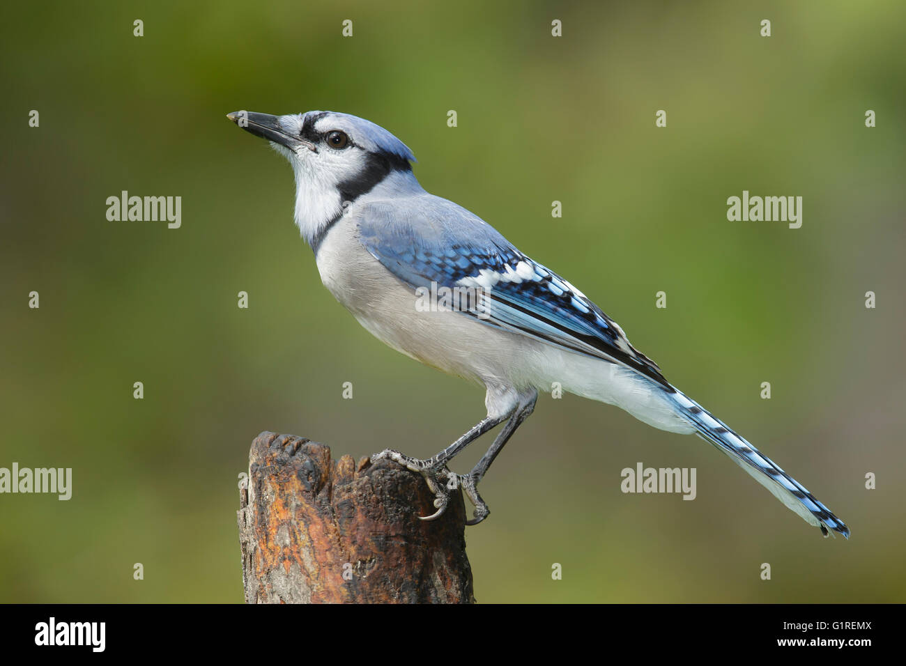 Blue Jay - Cyanocitta cristata - Adult Stock Photo - Alamy