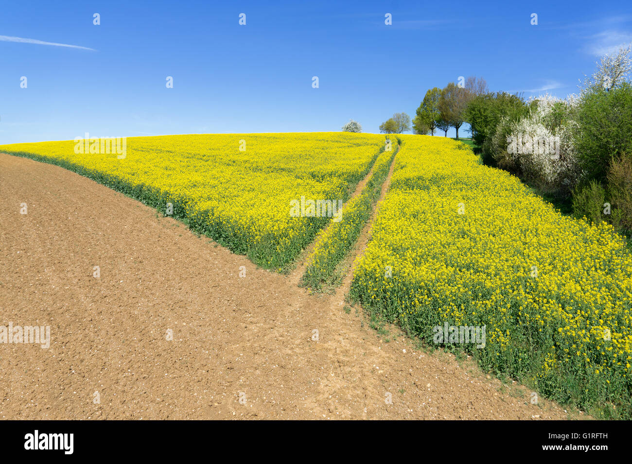 Lane into a blooming rapeseed field Stock Photo - Alamy