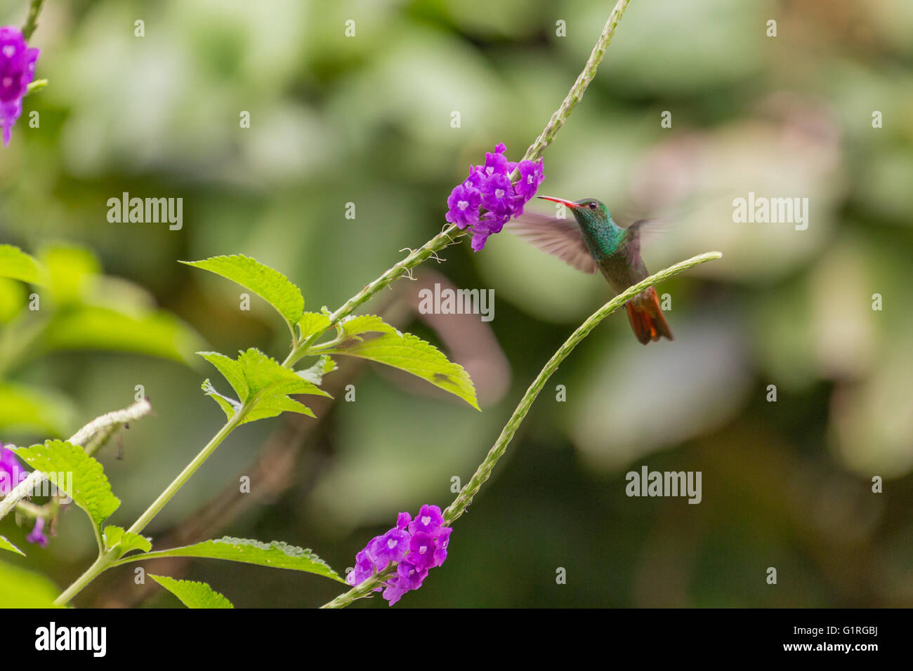 View of the flying Hummingbird Stock Photo - Alamy