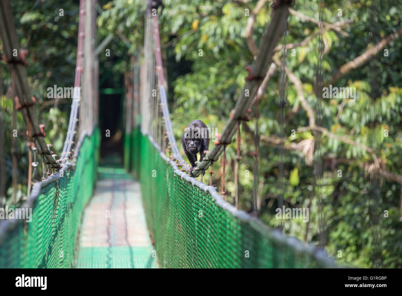 Costa rica monkey bridge hi-res stock photography and images - Alamy