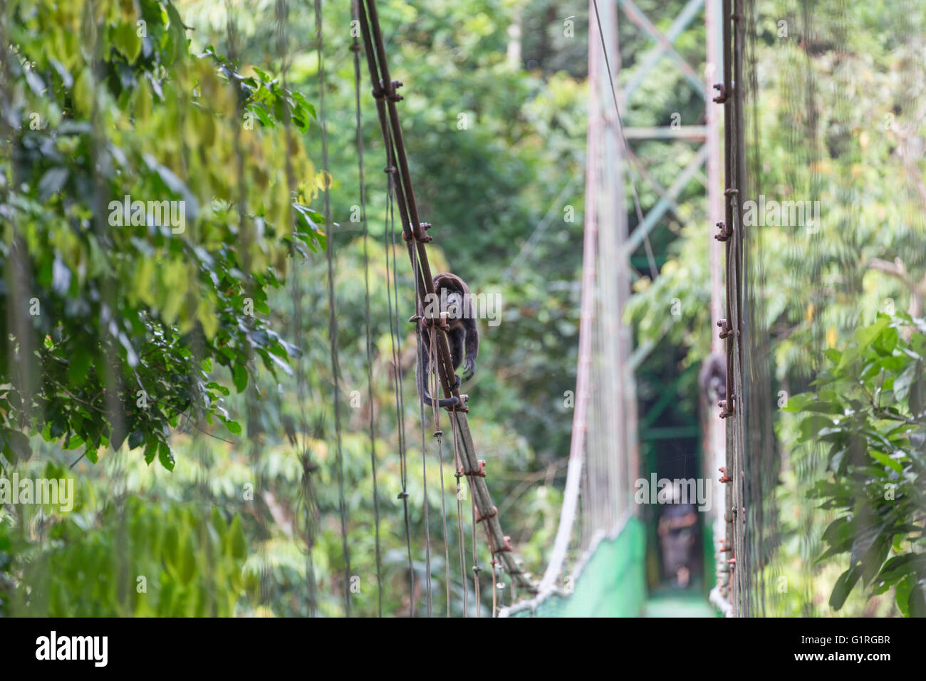 View of the Howler monkey on the hanging bridge in the jungle Stock ...