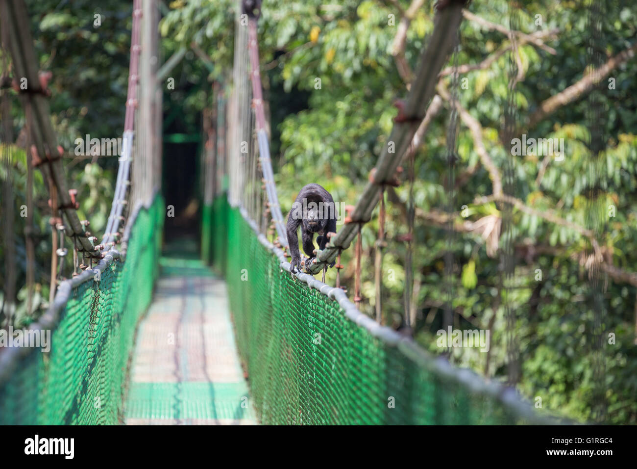Monkey On Rope Bridge