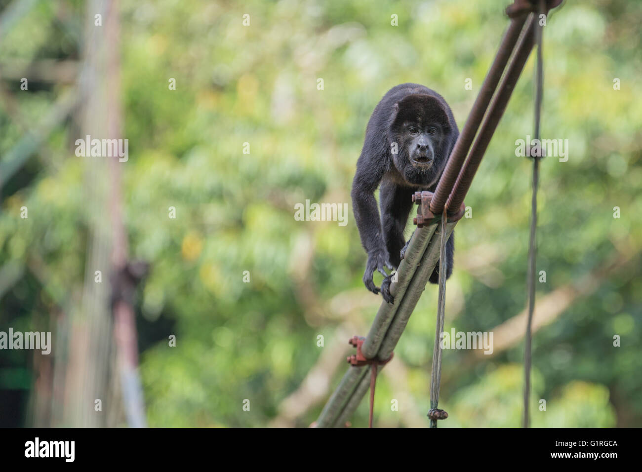 Costa rica monkey bridge hi-res stock photography and images - Alamy