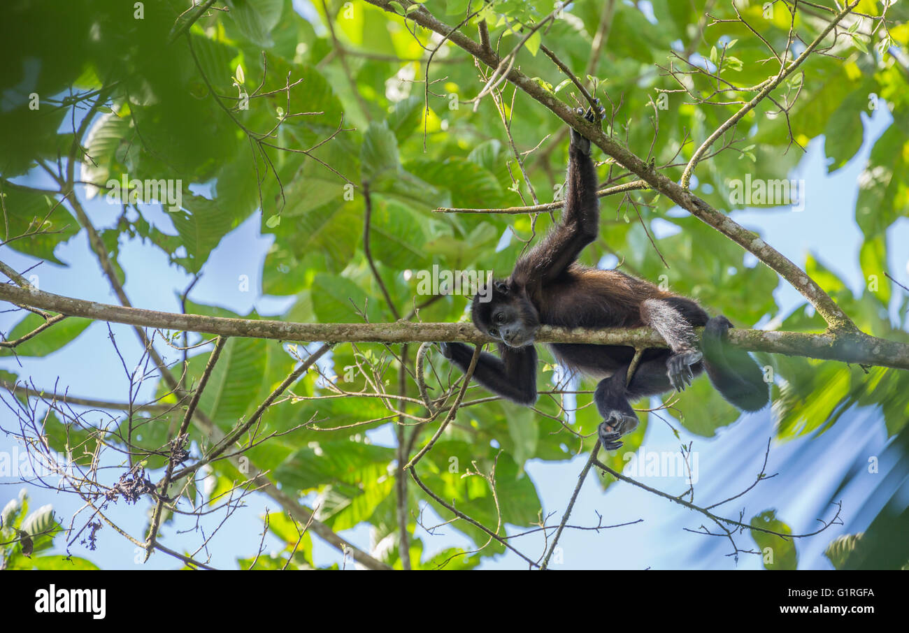 View of the Howler monkey in the jungle Stock Photo - Alamy