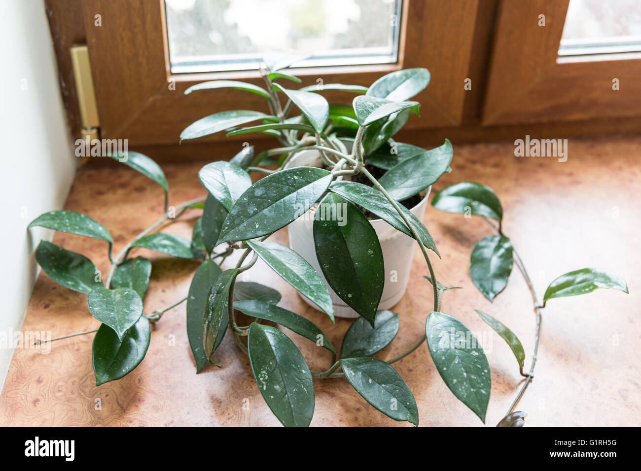 Green spiderwort in a pot on windowsill Stock Photo - Alamy