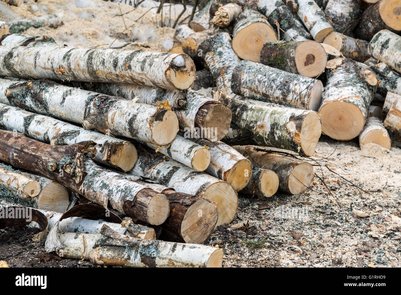 pile of birch logs lying on the ground Stock Photo - Alamy