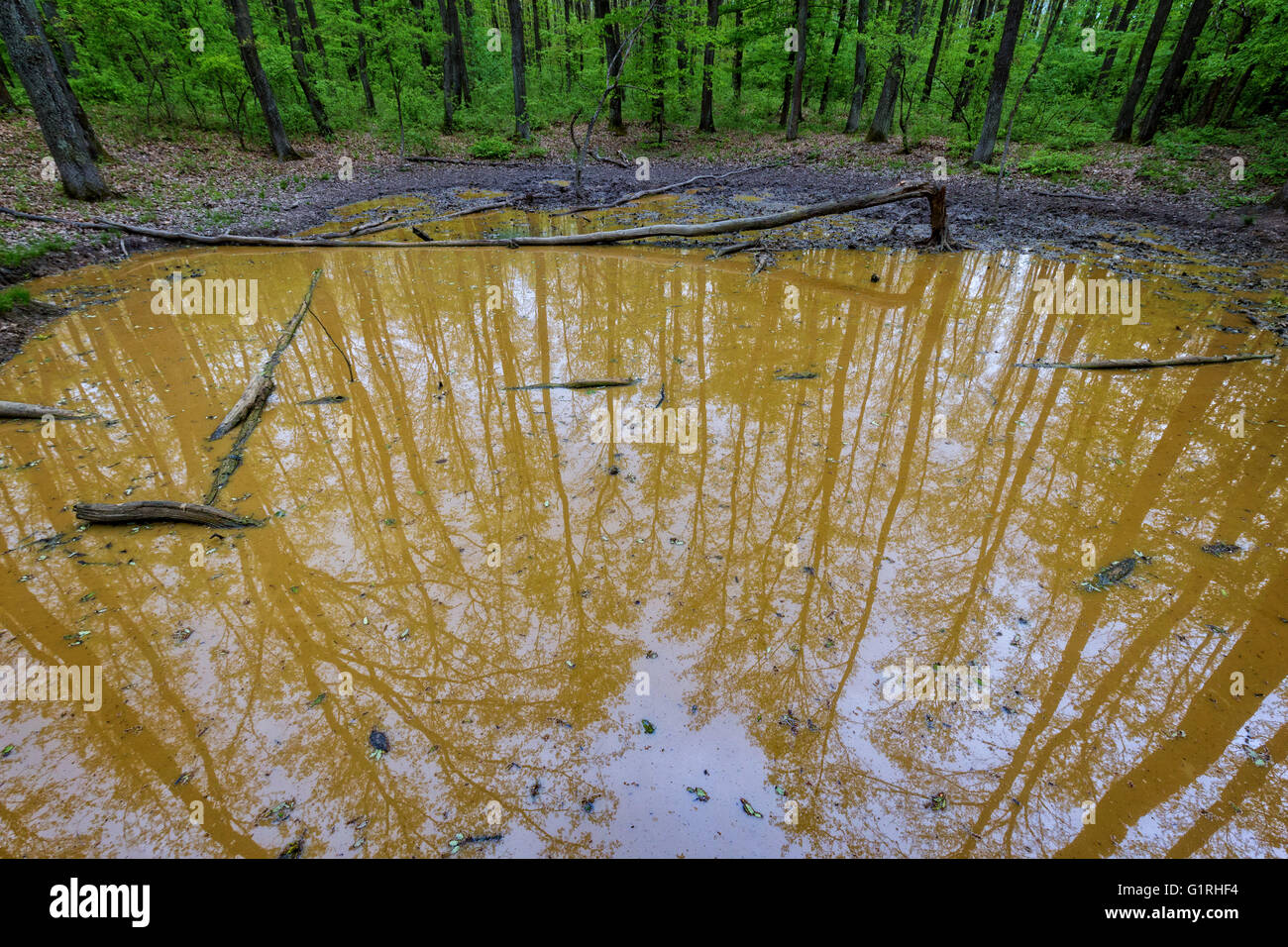 Small water puddle in the forest where large mammals come to wallowing ...