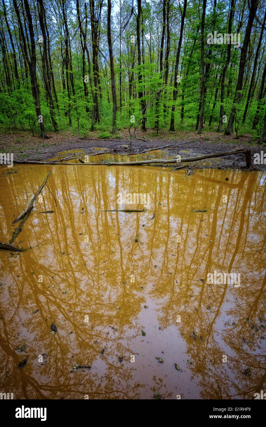 Small water puddle in the forest where large mammals come to wallowing ...