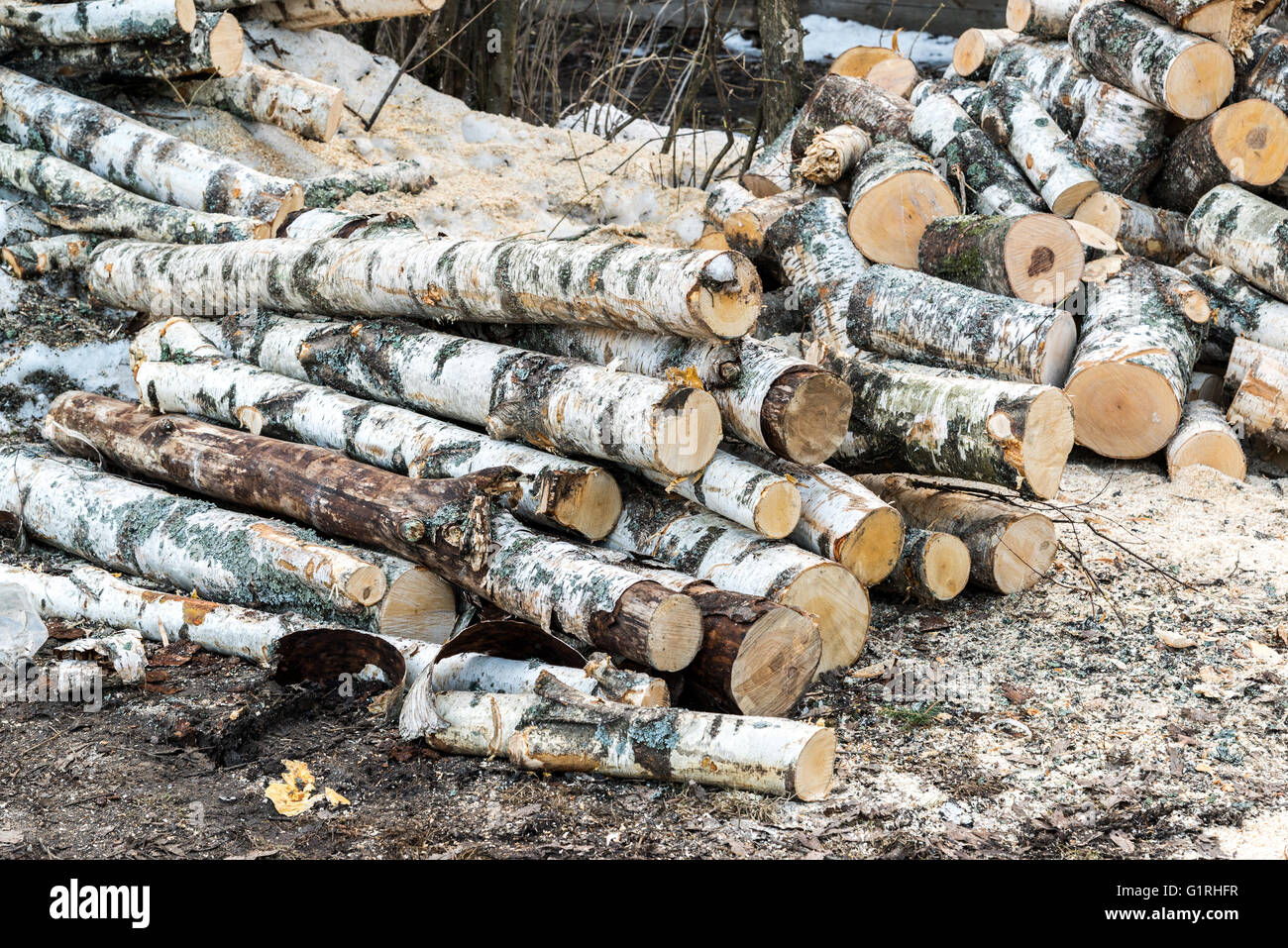 Birch logs hi-res stock photography and images - Alamy