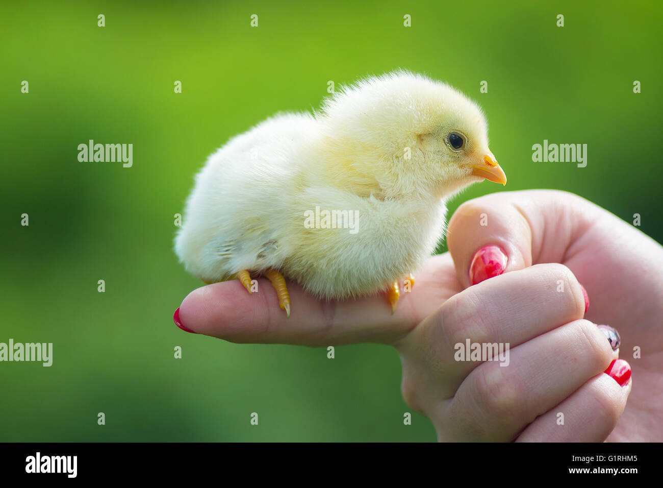 The little chick in hands Stock Photo - Alamy
