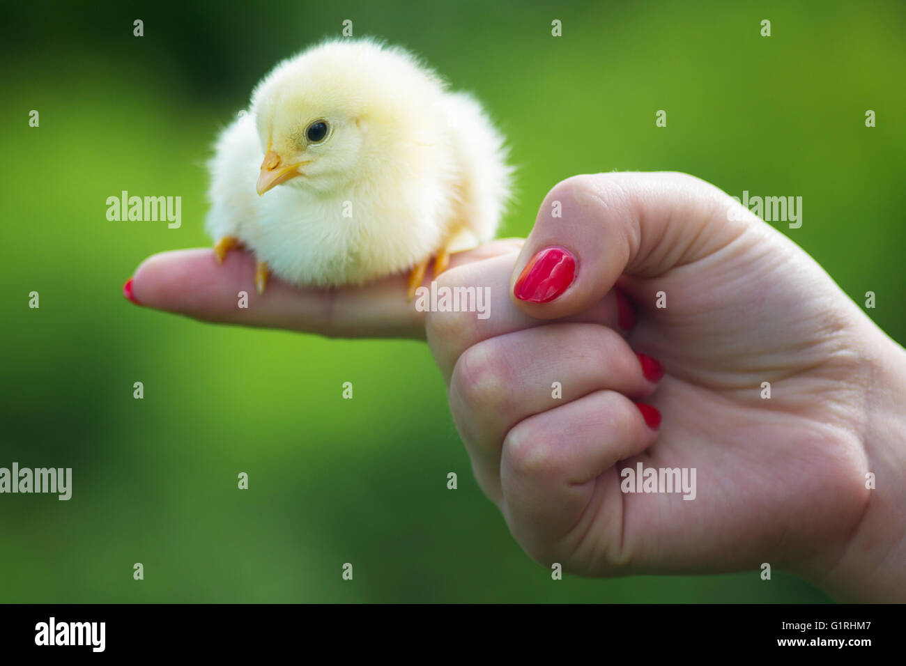Baby chicken in human hands hi-res stock photography and images - Alamy
