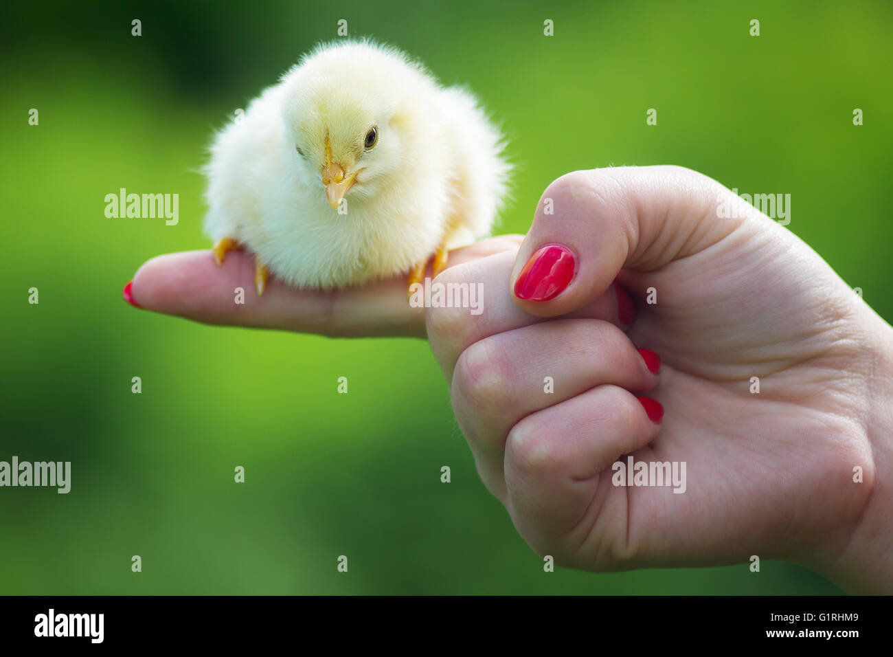 The little chick in hands Stock Photo - Alamy