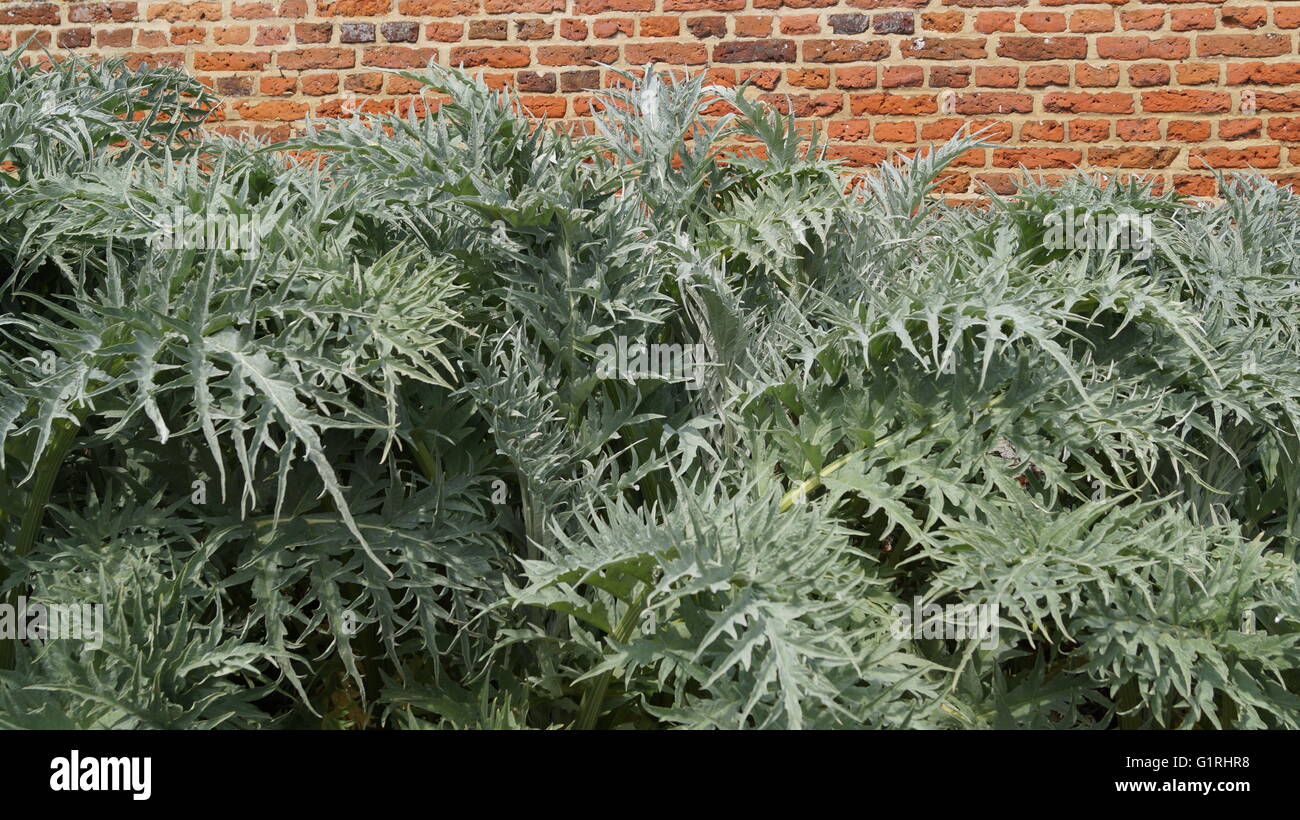 Plants at the Walled Garden, Cressing Temple, Essex Stock Photo - Alamy