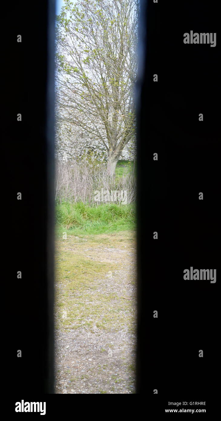 Looking through a crack in the door with a tree in the distance in ...