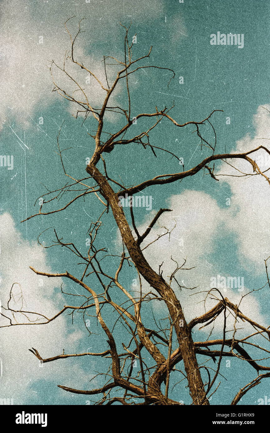 Withered tree, acacia against the sky. Retro film effect image Stock ...