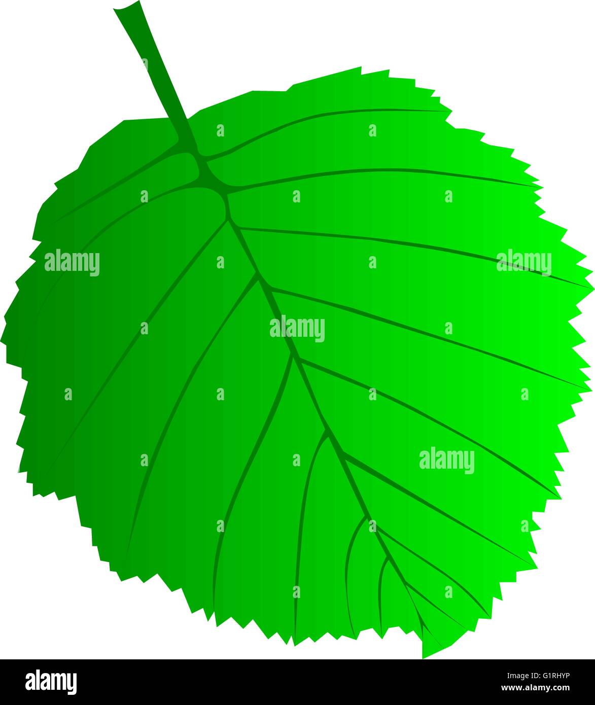 leaf alder, vector, isolated alder leaf Stock Vector Image & Art - Alamy