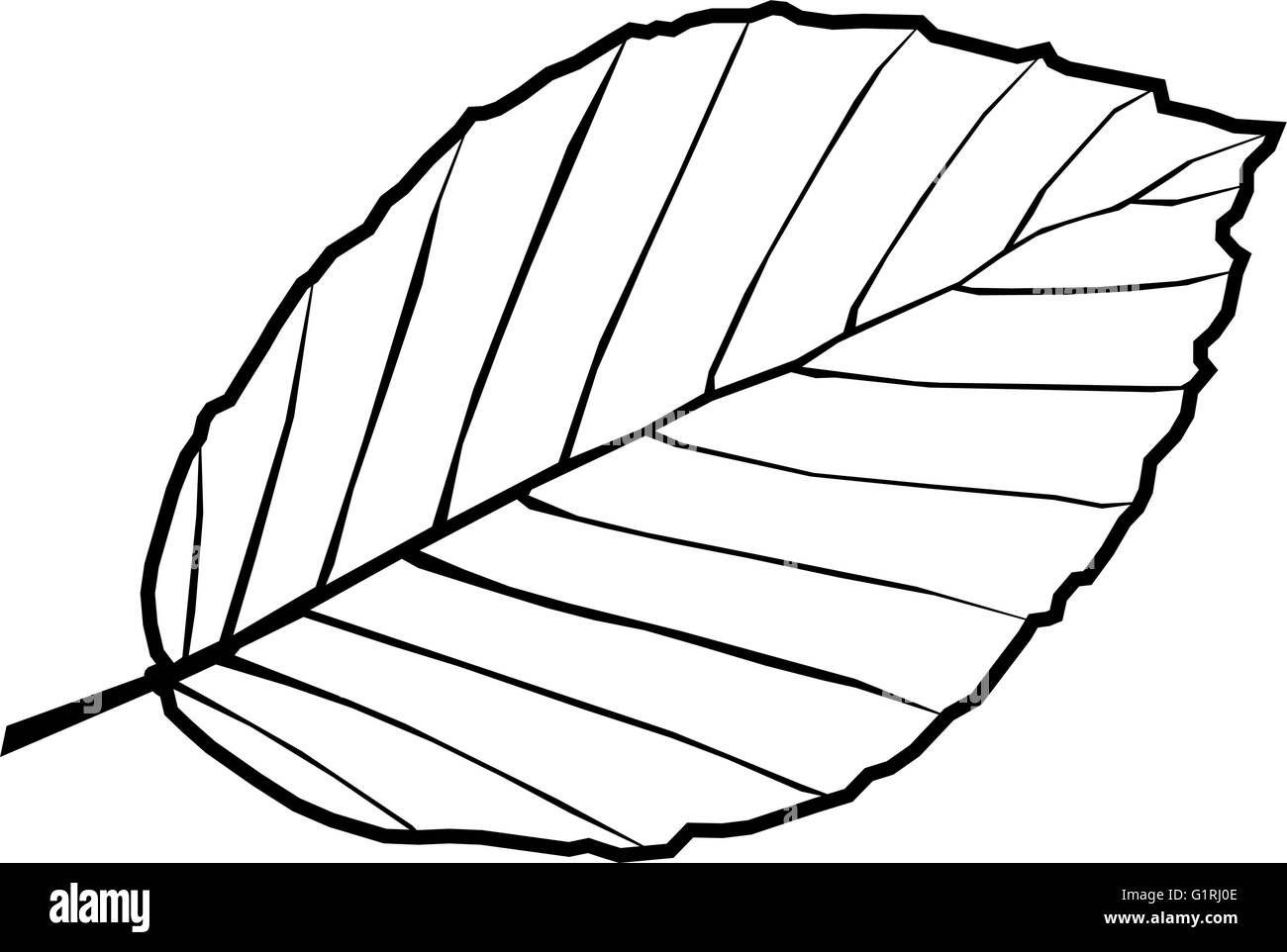 Beech leaf fagus sylvatica Stock Vector Images - Alamy