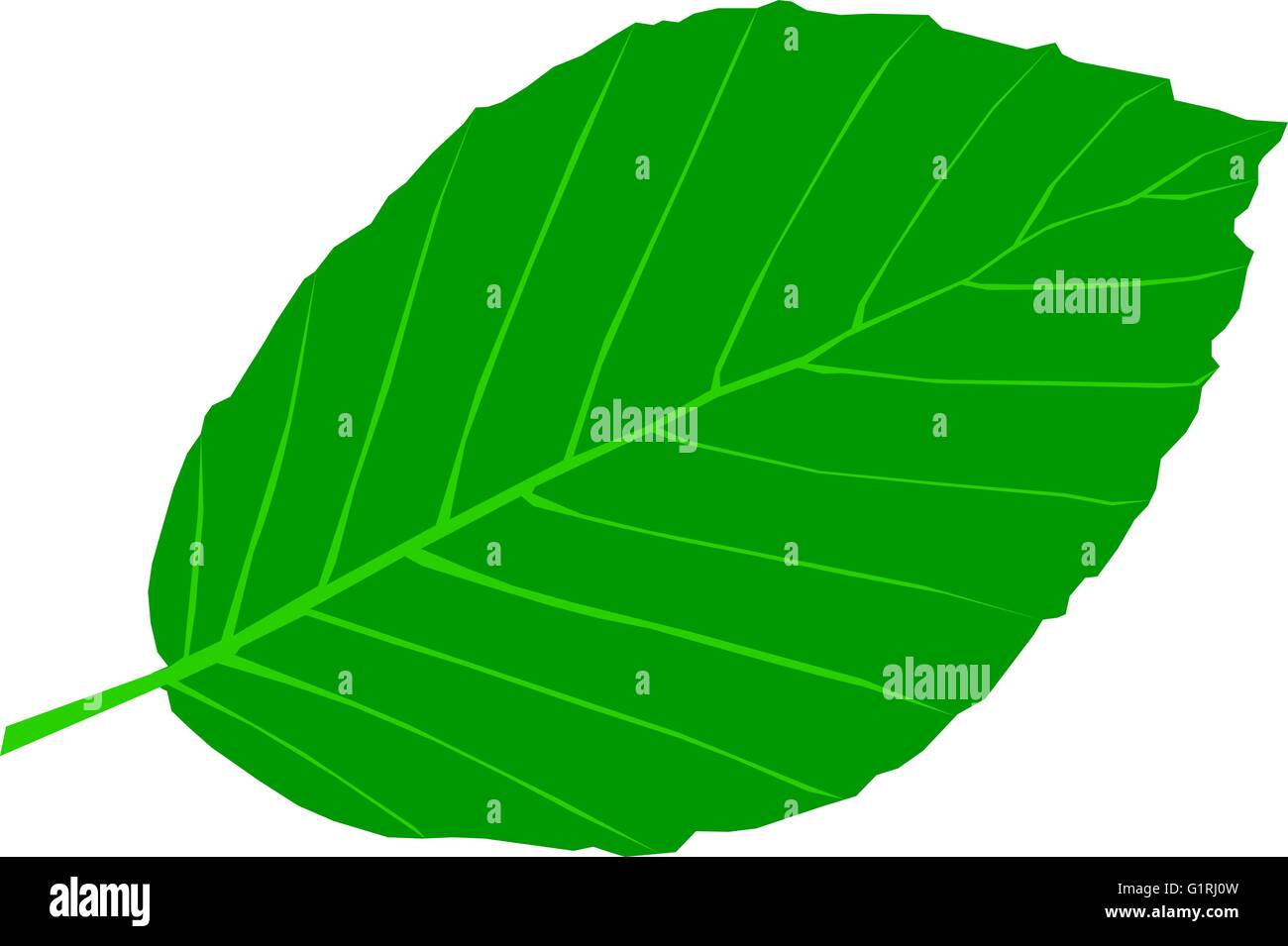beech,Fagus sylvatica, vector, isolated beech leaf Stock Vector Image ...