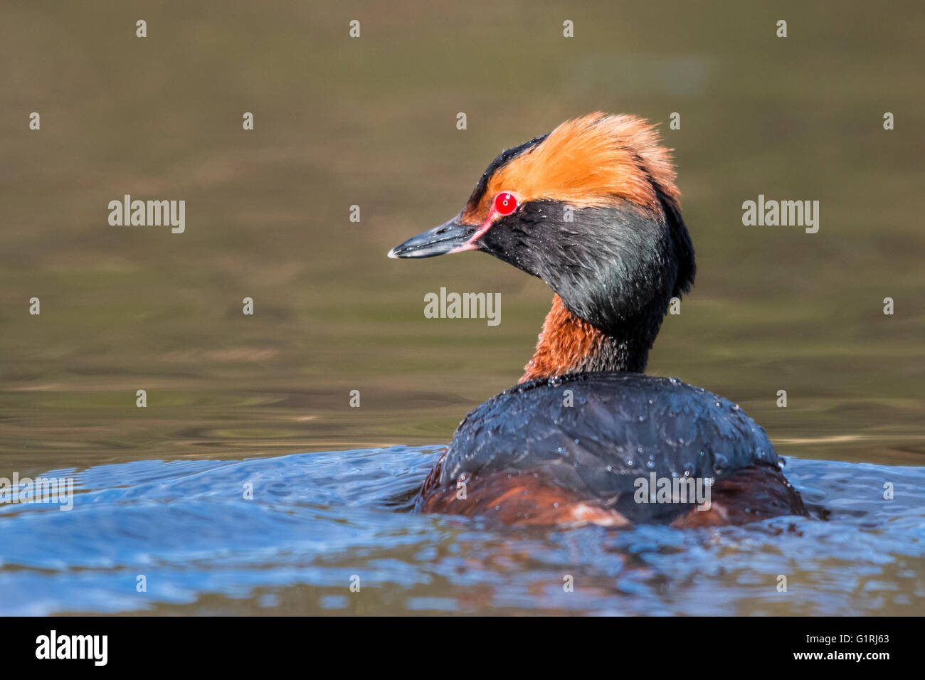 Horned grebe hi-res stock photography and images - Alamy