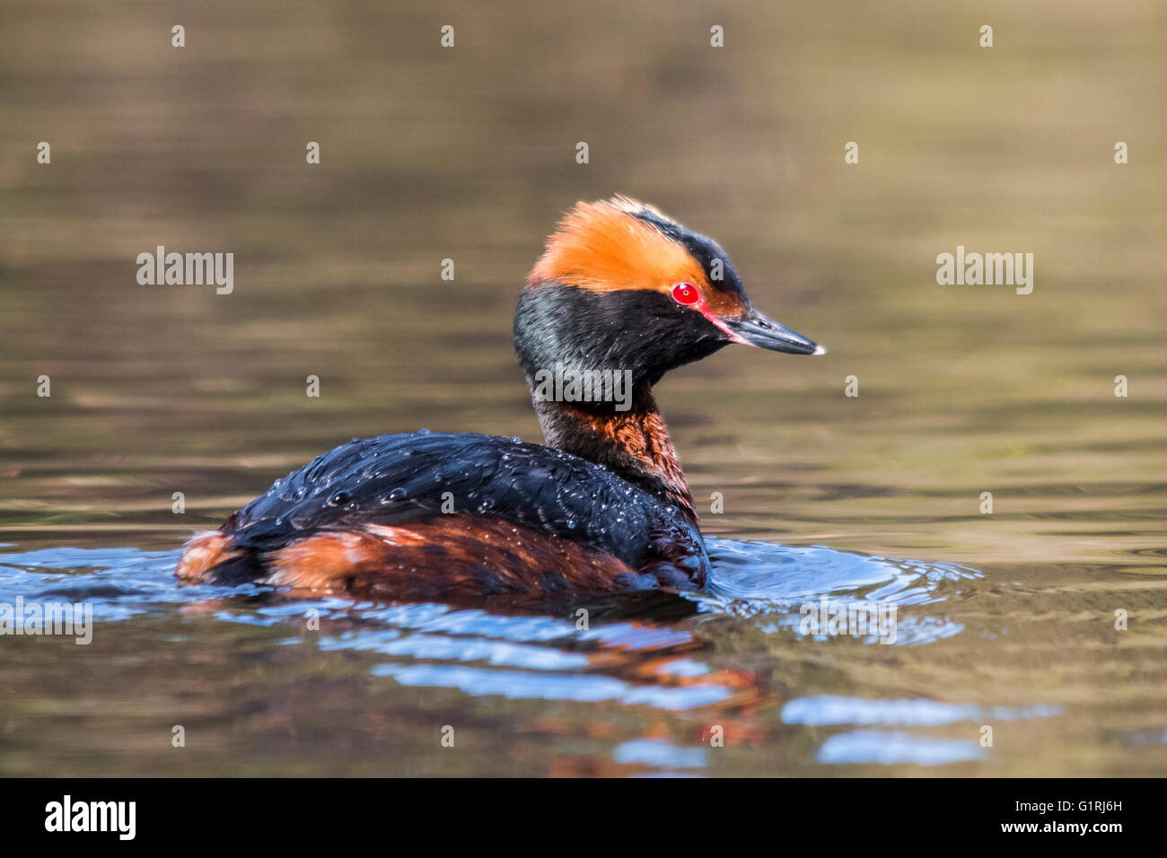 Horned grebes podiceps auritus hi-res stock photography and images - Alamy