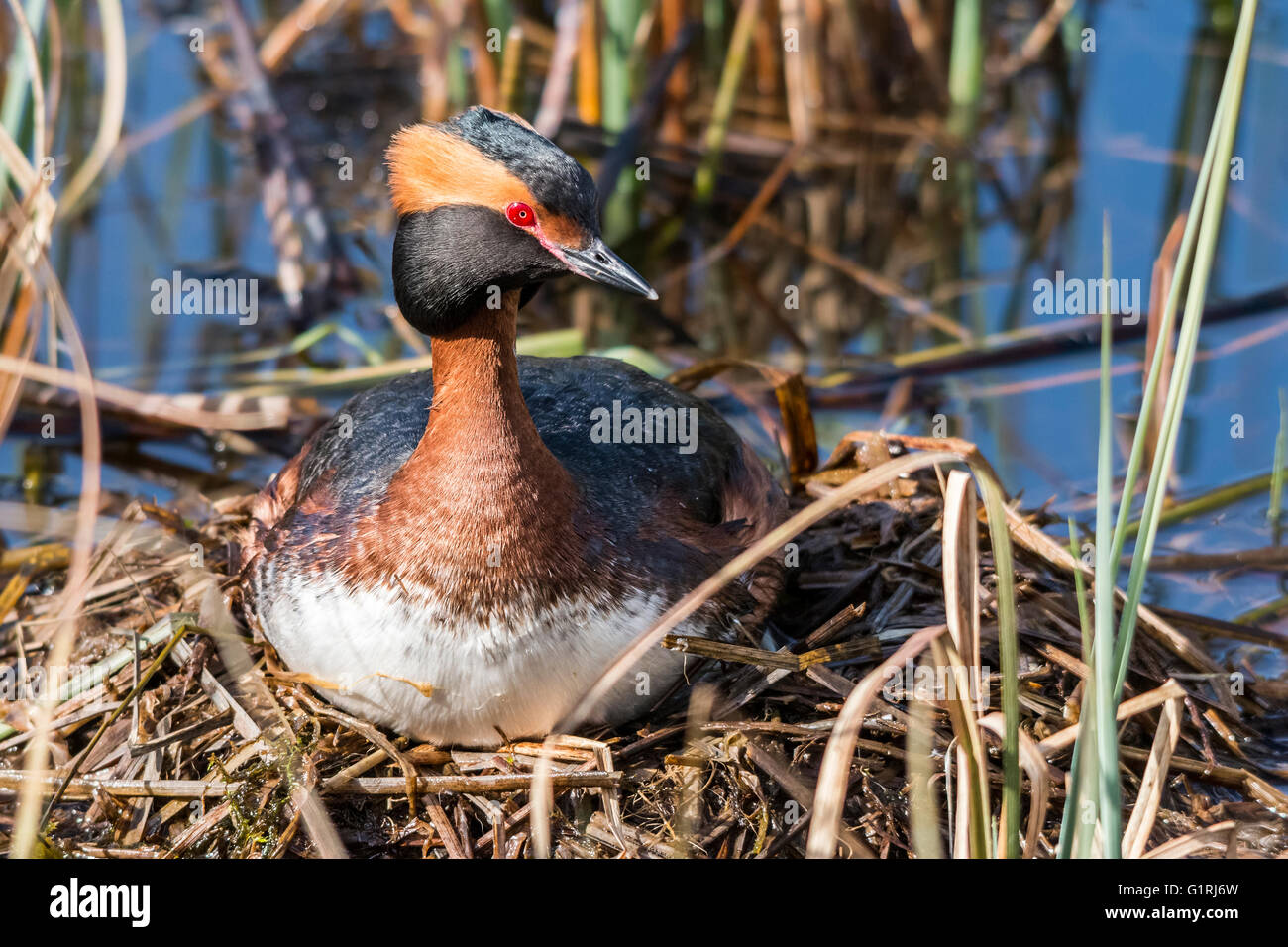 Horned grebe (Podiceps auritus Stock Photo - Alamy
