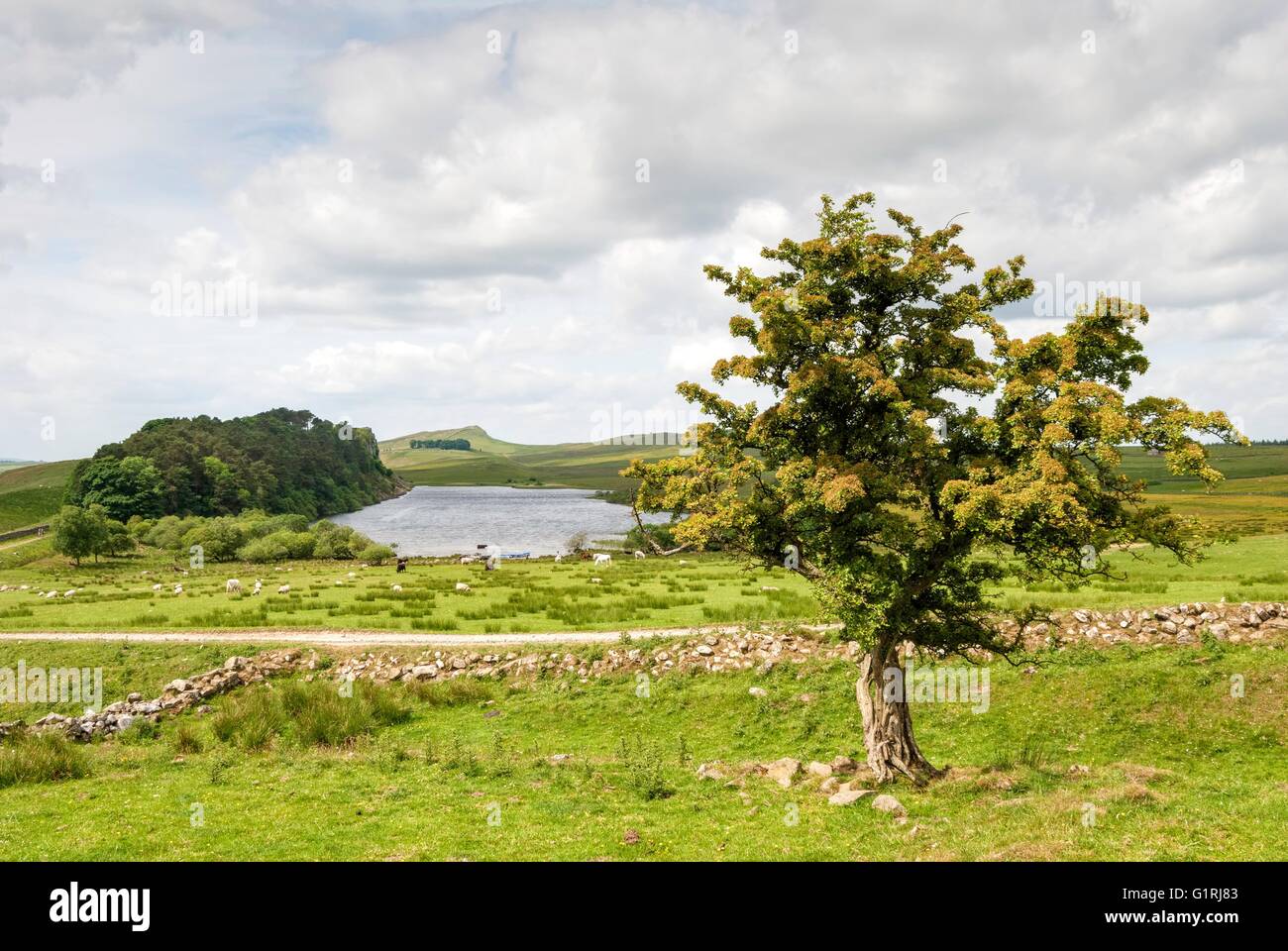 Isolated tree near Hadrian's wall Stock Photo - Alamy