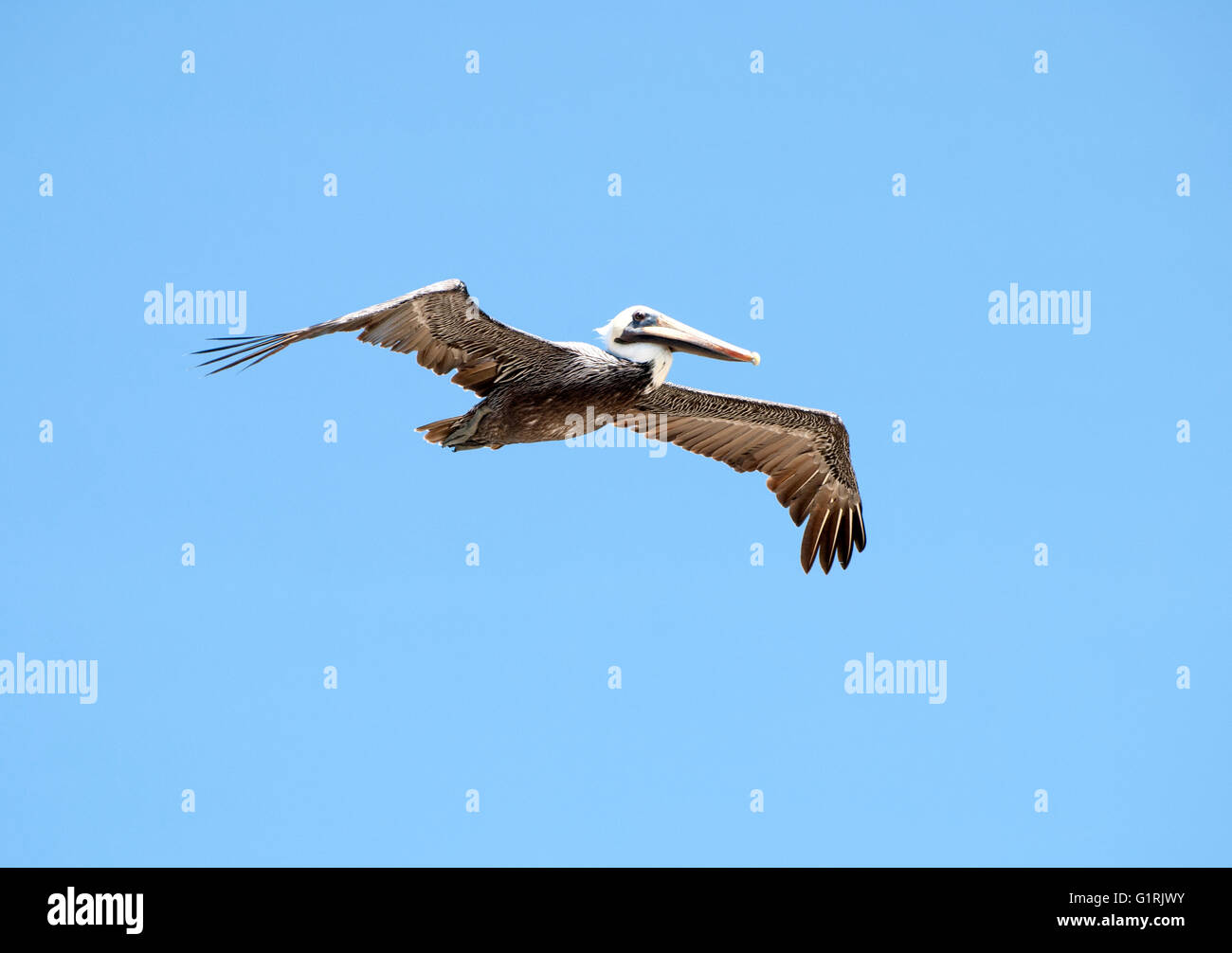 The pelican gracefully flying in cloudless sky Stock Photo - Alamy