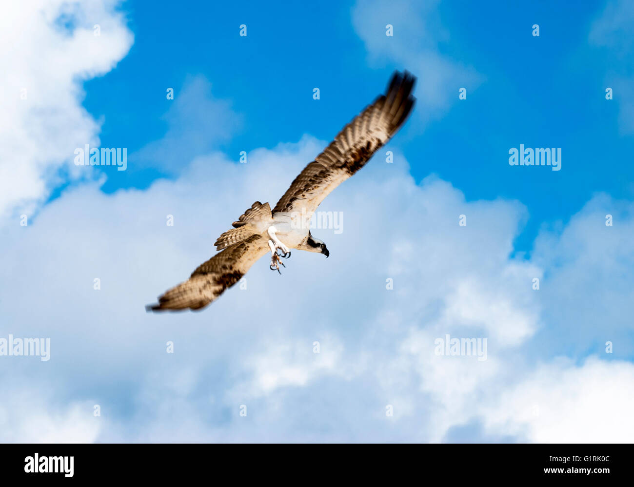 The eagle in action, falling down from the sky Stock Photo - Alamy