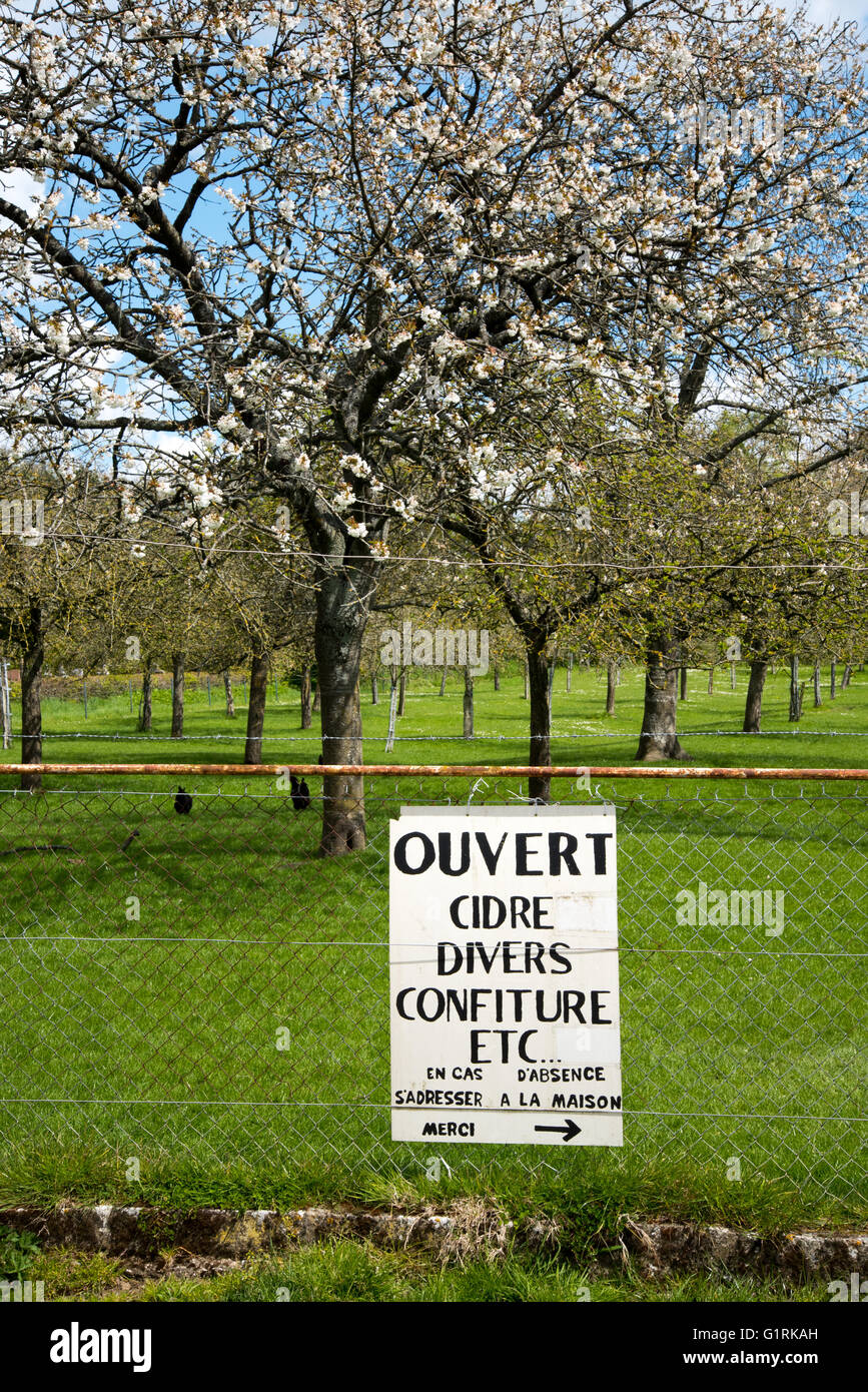 Apple orchard in blossom on cider farm of pretty French village of ...